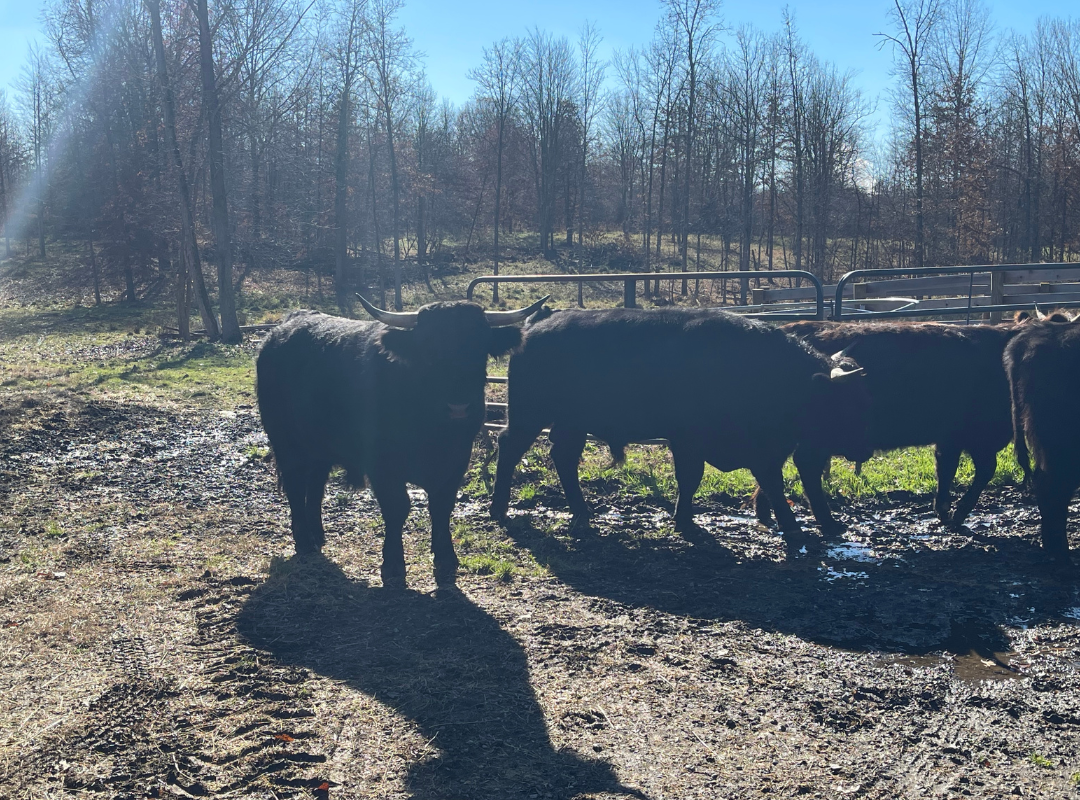 About Us – Hidden Acres Cattle Co